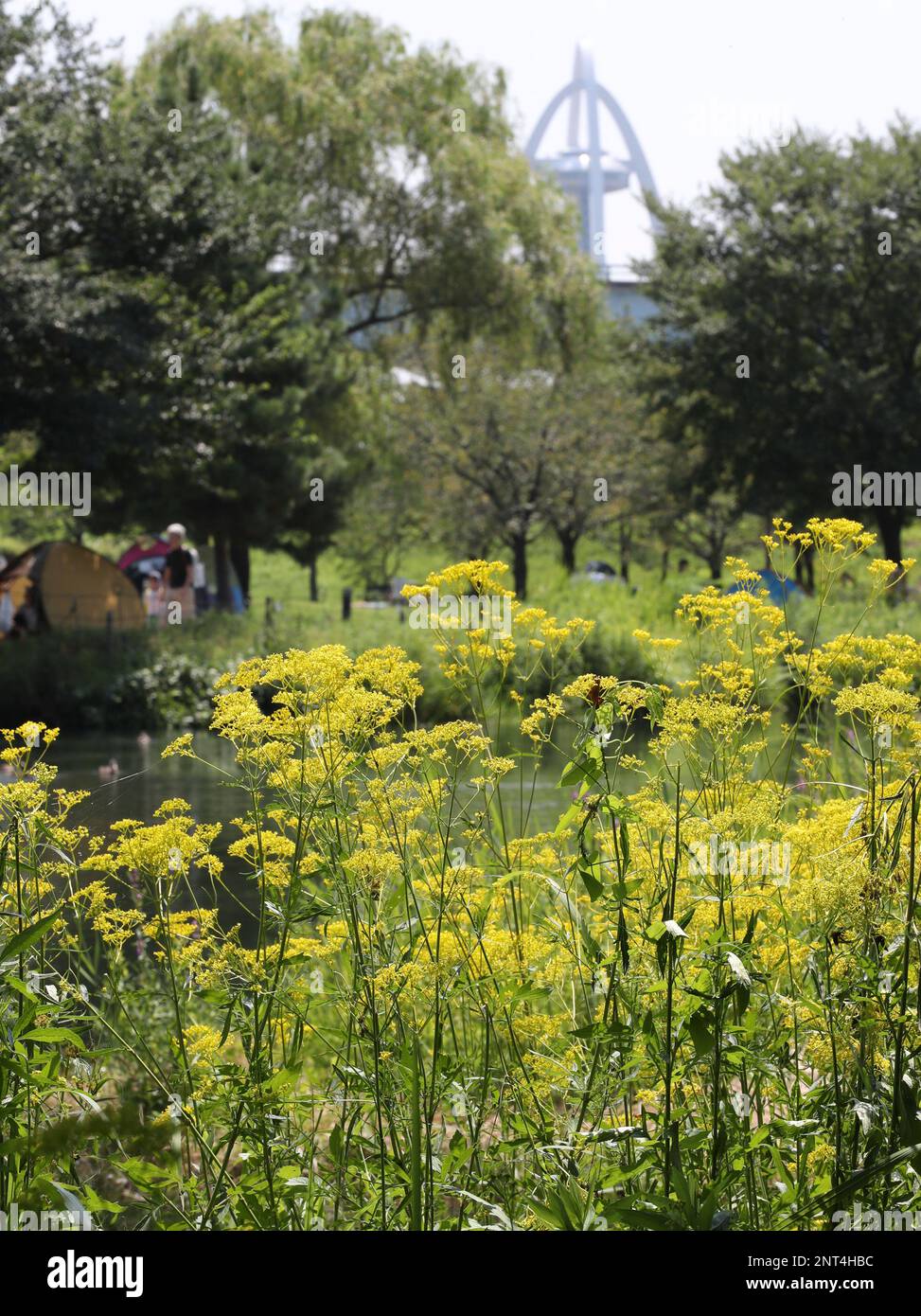 Patrinia scabiosaefolia flowers are in full bloom at Kasen Kankyo ...
