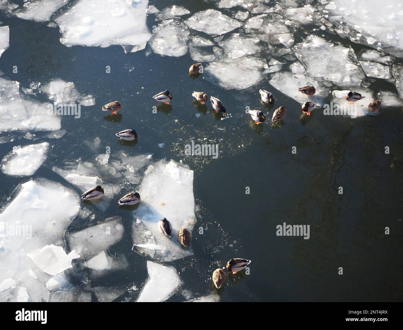 floating ice sheets on havel Stock Photo - Alamy