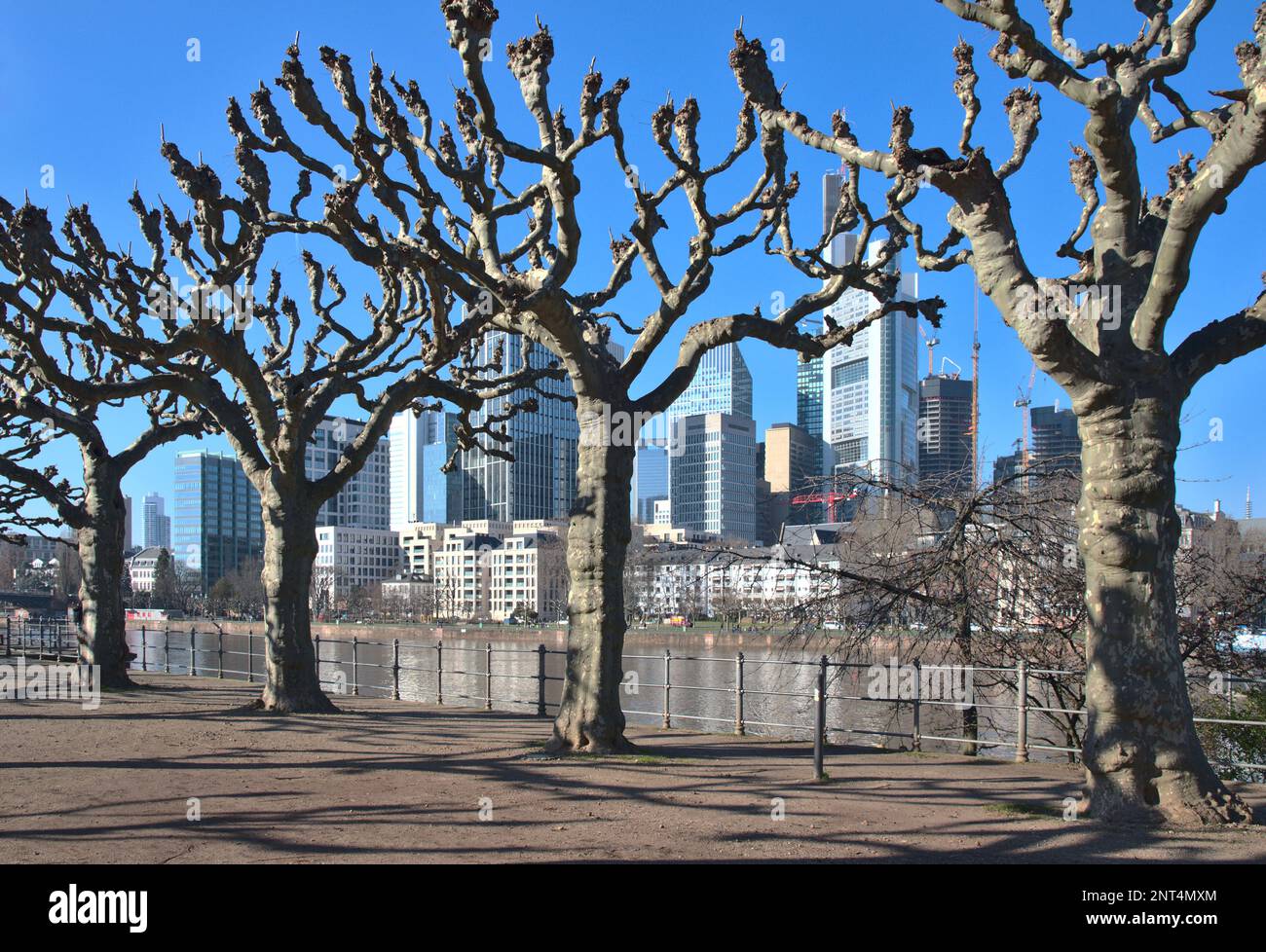 Pruned Plane trees on the river Main embankment with the city skyline ...