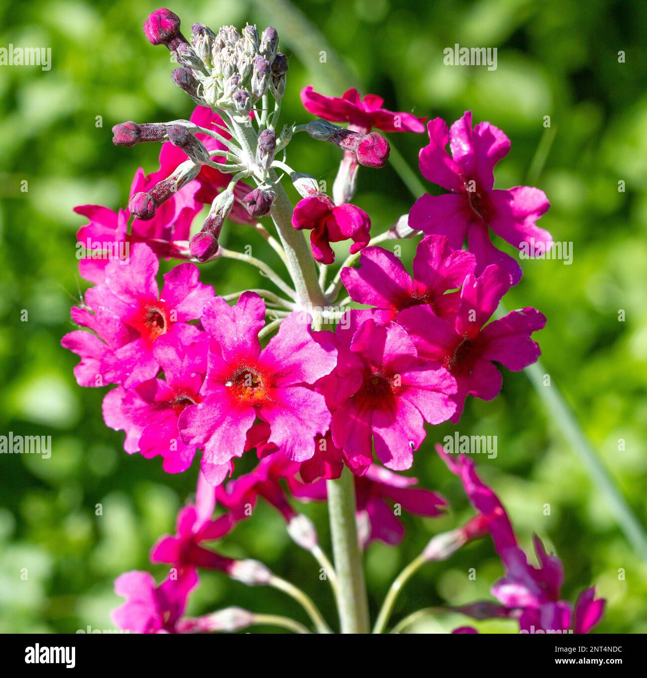 Close up macro image of pink wildflowers growing in the countryside ...