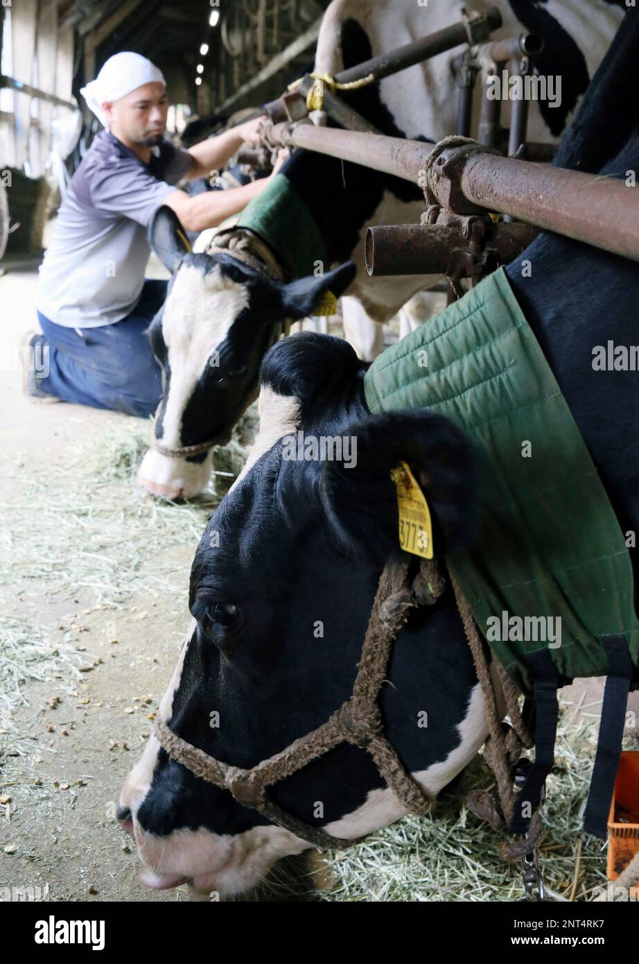 Dairy farmers put a cooling neck belt on cows at a cattle barn to beat ...