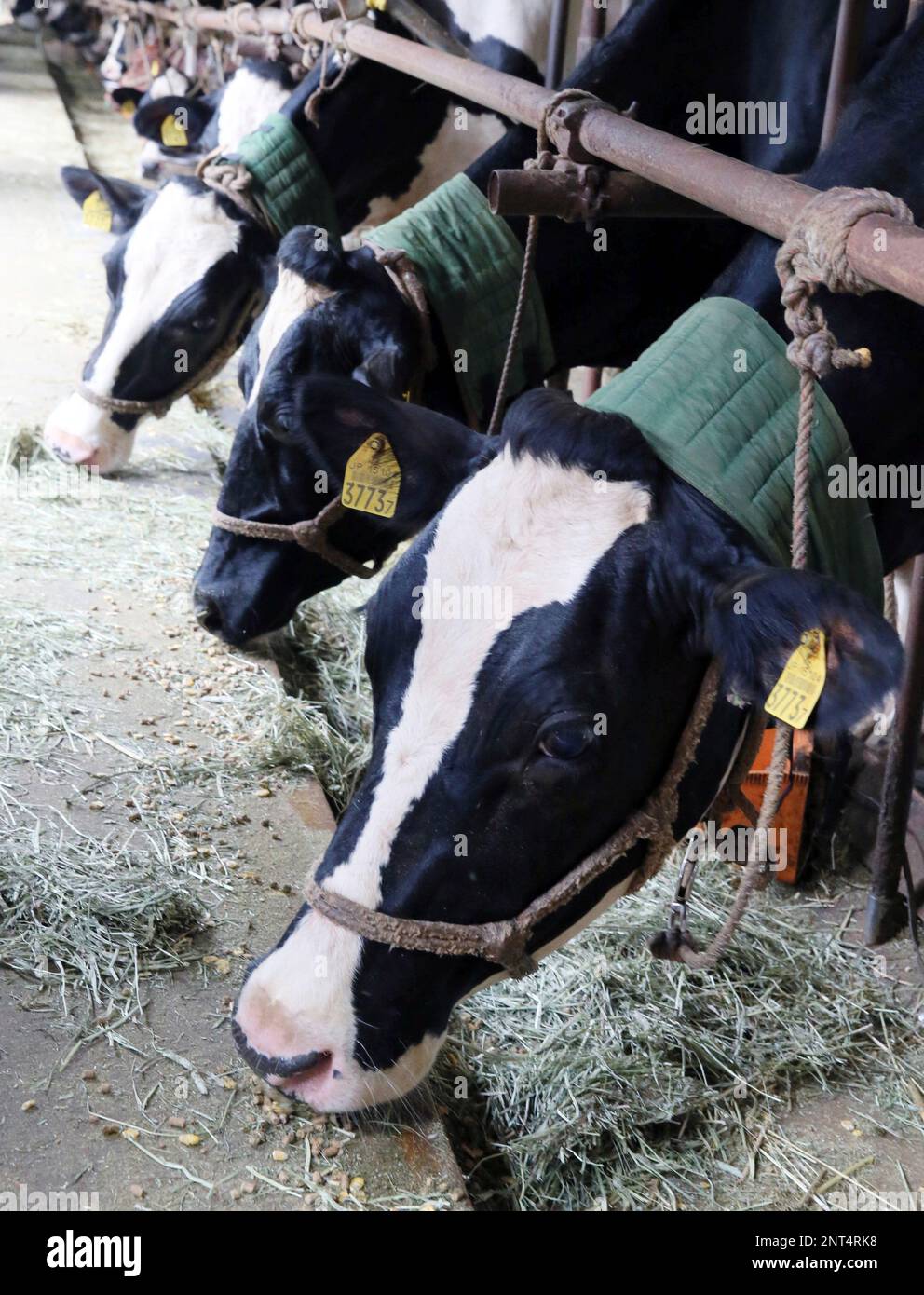 Dairy farmers put a cooling neck belt on cows at a cattle barn to beat ...