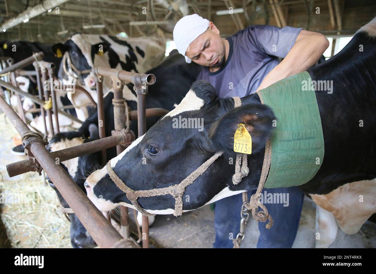 Dairy farmers put a cooling neck belt on cows at a cattle barn to beat ...