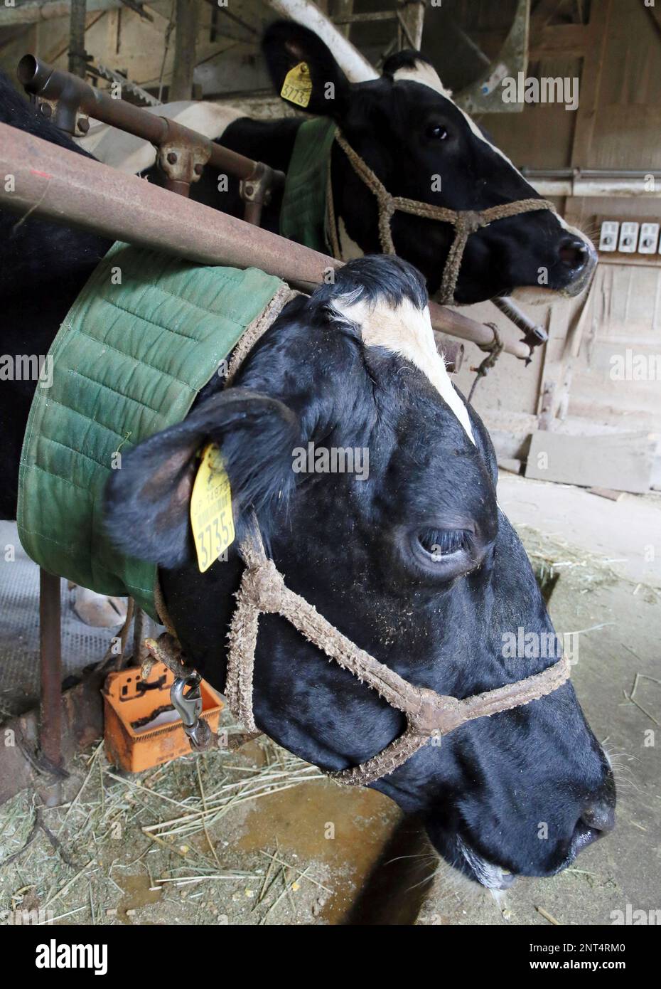 Dairy farmers put a cooling neck belt on cows at a cattle barn to beat ...