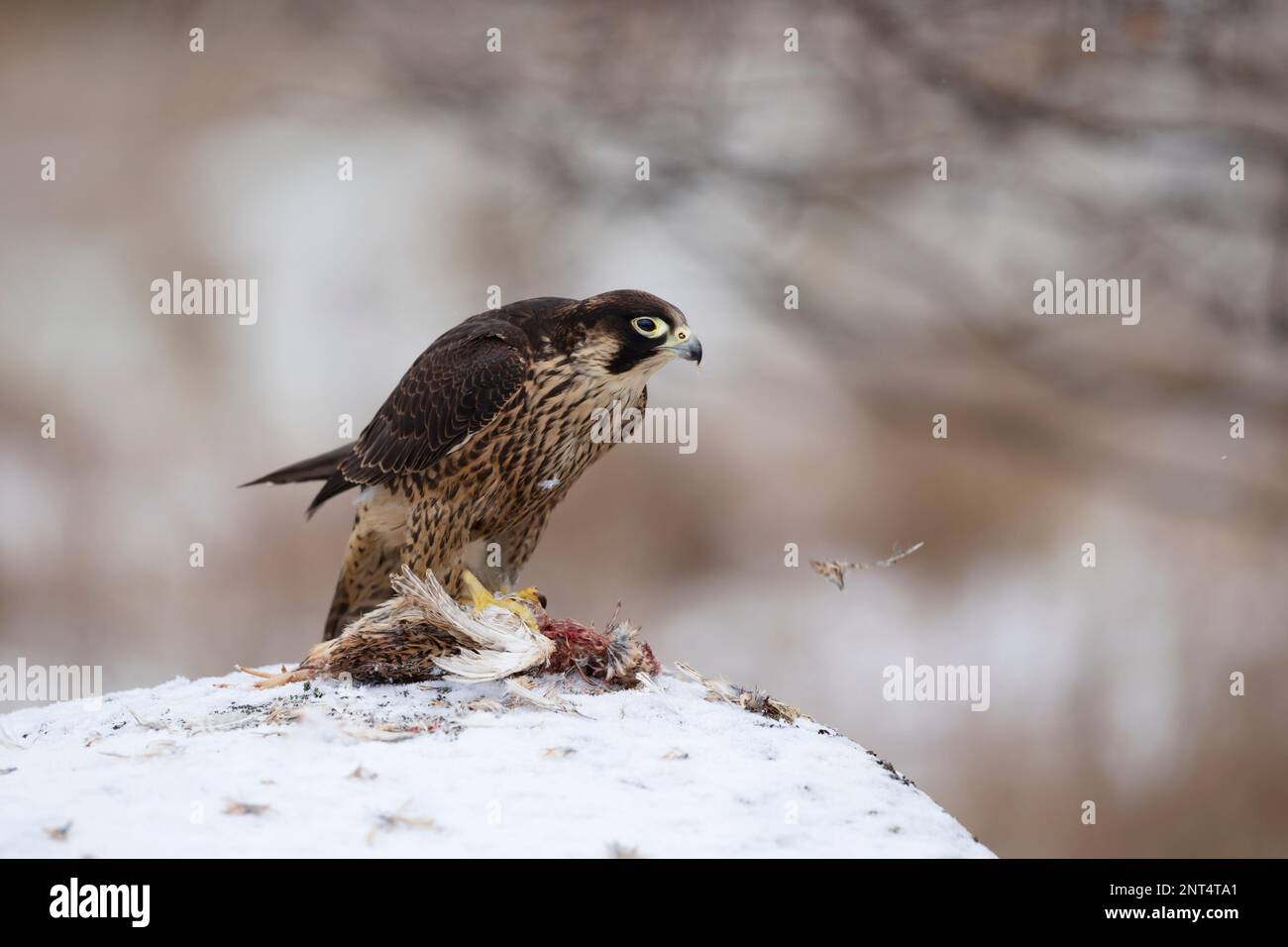 Peregrine falcon with catch quail. Beautiful bird of prey Peregrine ...