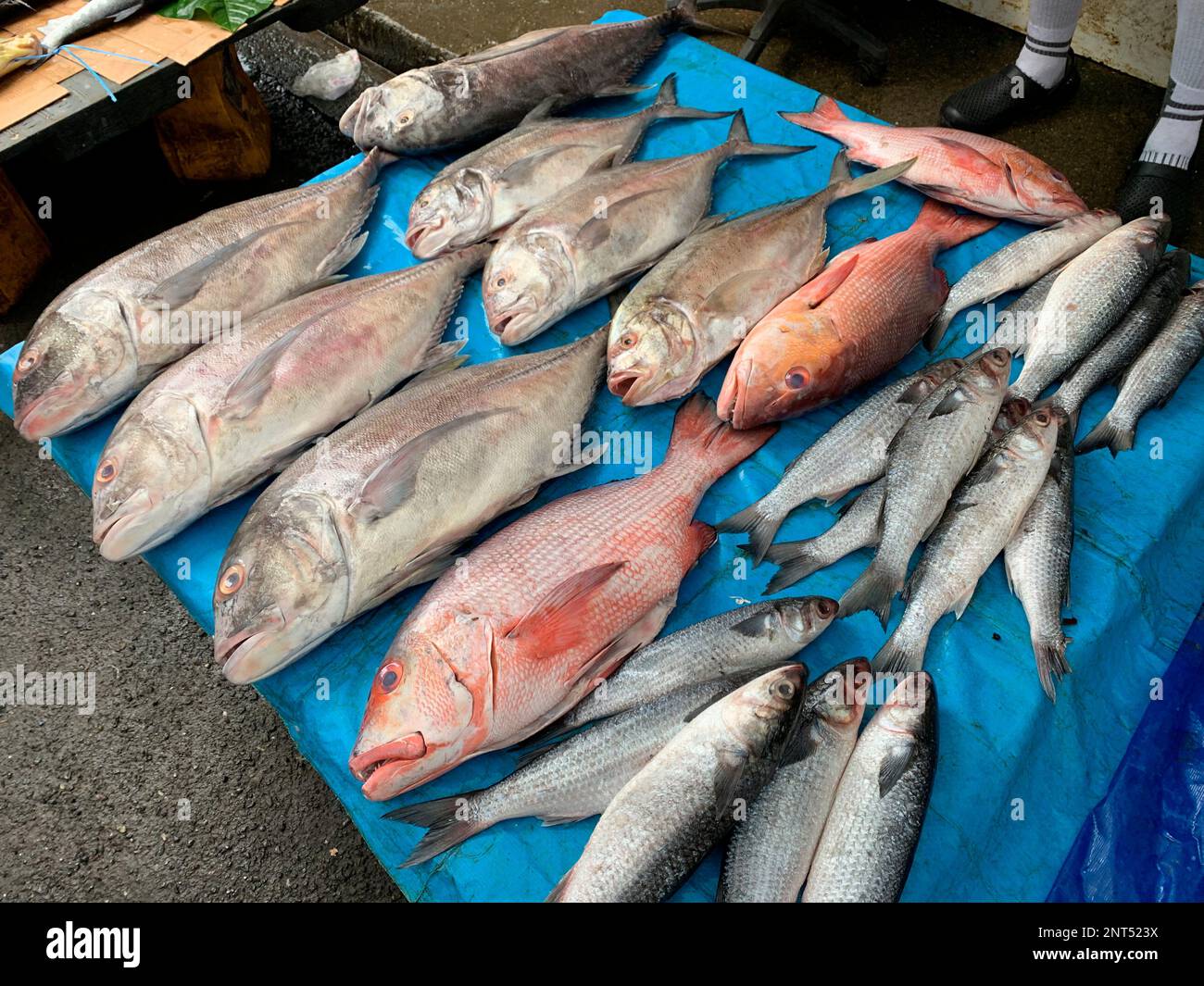 Fish are sold at a market in Suva, Fiji on August 10, 2019. ( The ...