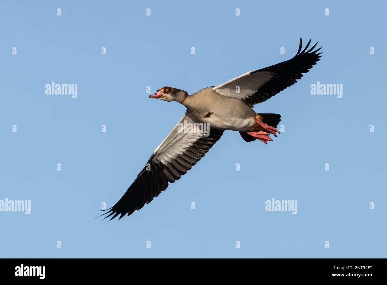 Egyption Goose in flight Stock Photo - Alamy