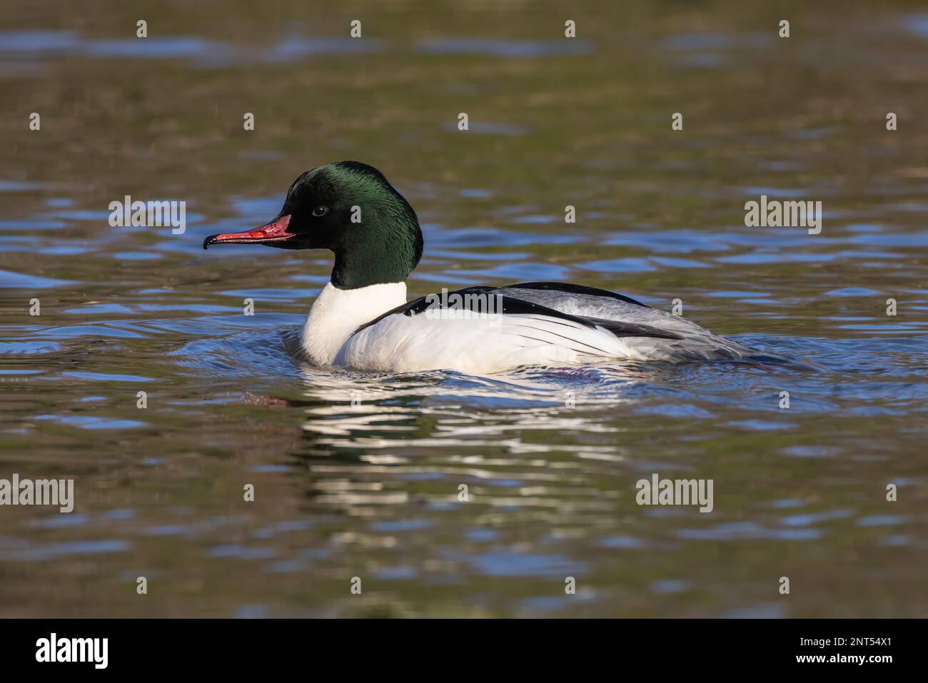 Male Goosander in breeding plumage on water Stock Photo - Alamy