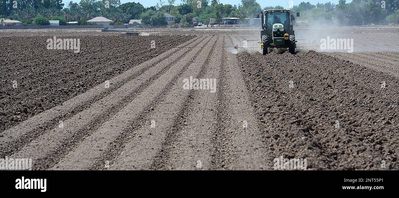 A tractor works a field in Arizona's Yuma Valley early Monday, Aug. 12 ...