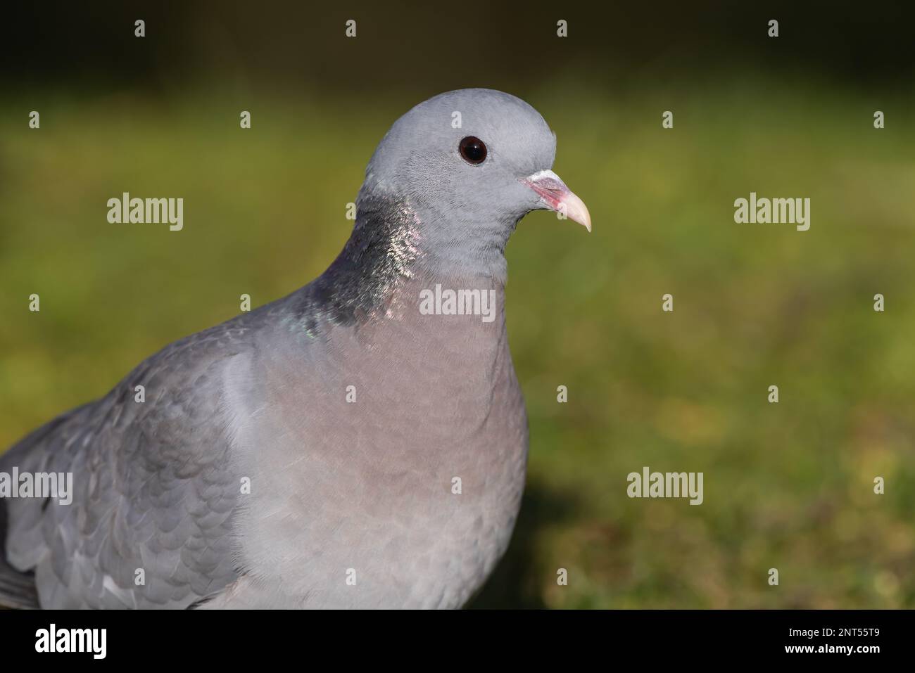 Stock Dove close-up Stock Photo - Alamy