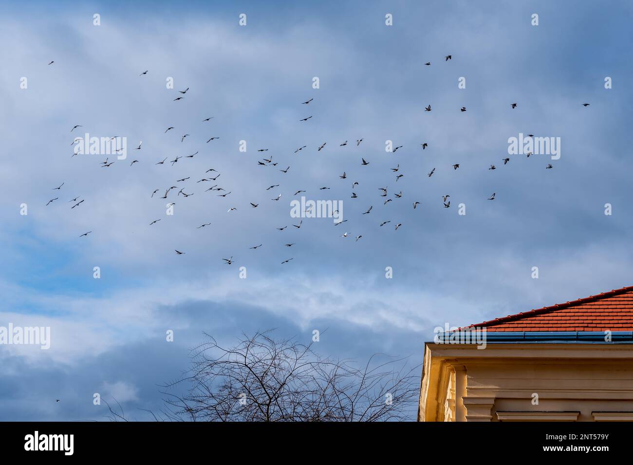 birds flying over the house with the blue sky background Stock Photo ...