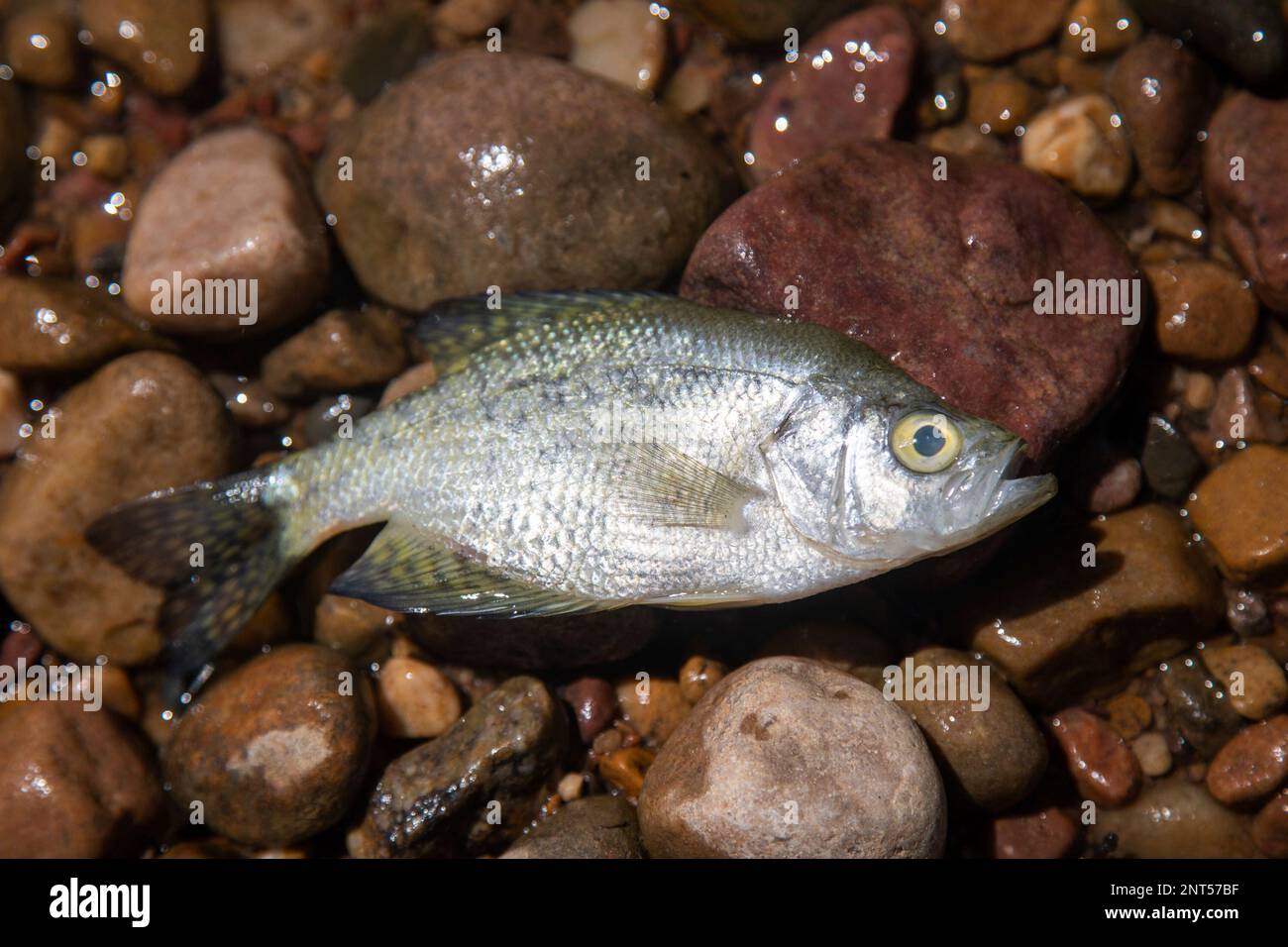 In this Monday, Aug. 5, 2019 photo, a dead black crappie is washed ...