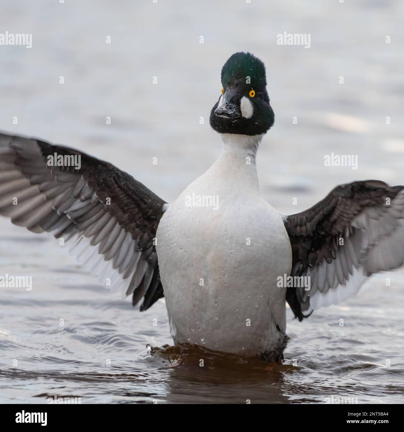 Common goldeneye (Bucephala clangula Stock Photo - Alamy