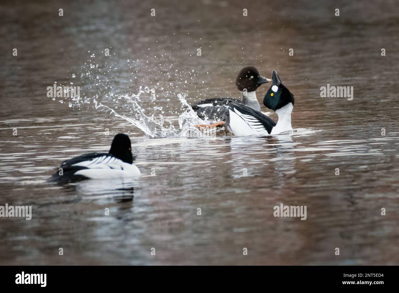 Common goldeneye (Bucephala clangula) displaying Stock Photo - Alamy