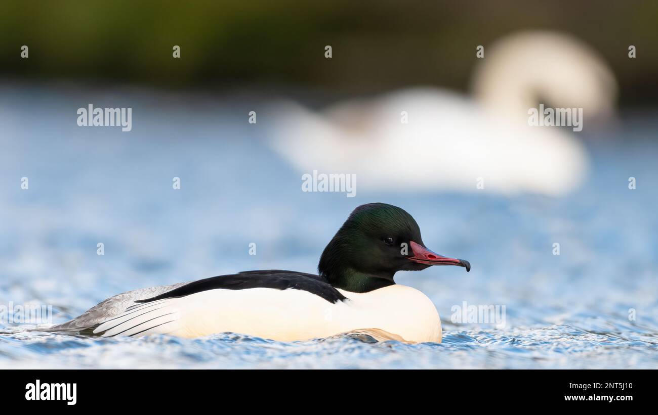 Male goosander or common merganser (Mergus merganser) swimming on a ...