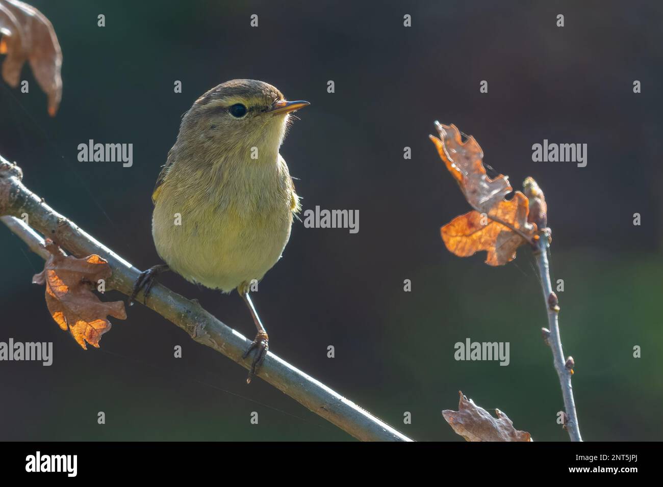 Common chiffchaff (Phylloscopus collybita Stock Photo - Alamy