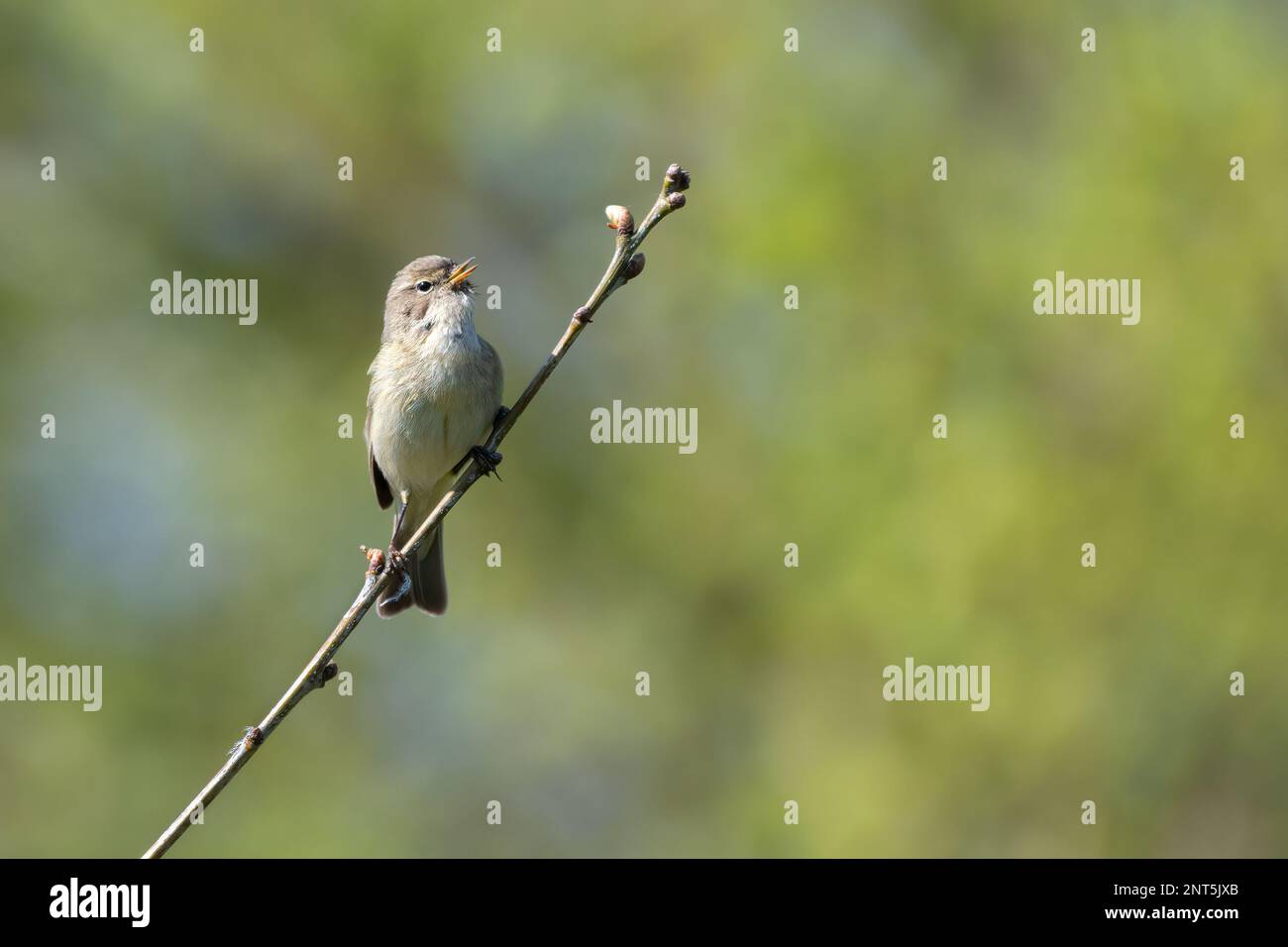 Common chiffchaff (Phylloscopus collybita Stock Photo - Alamy