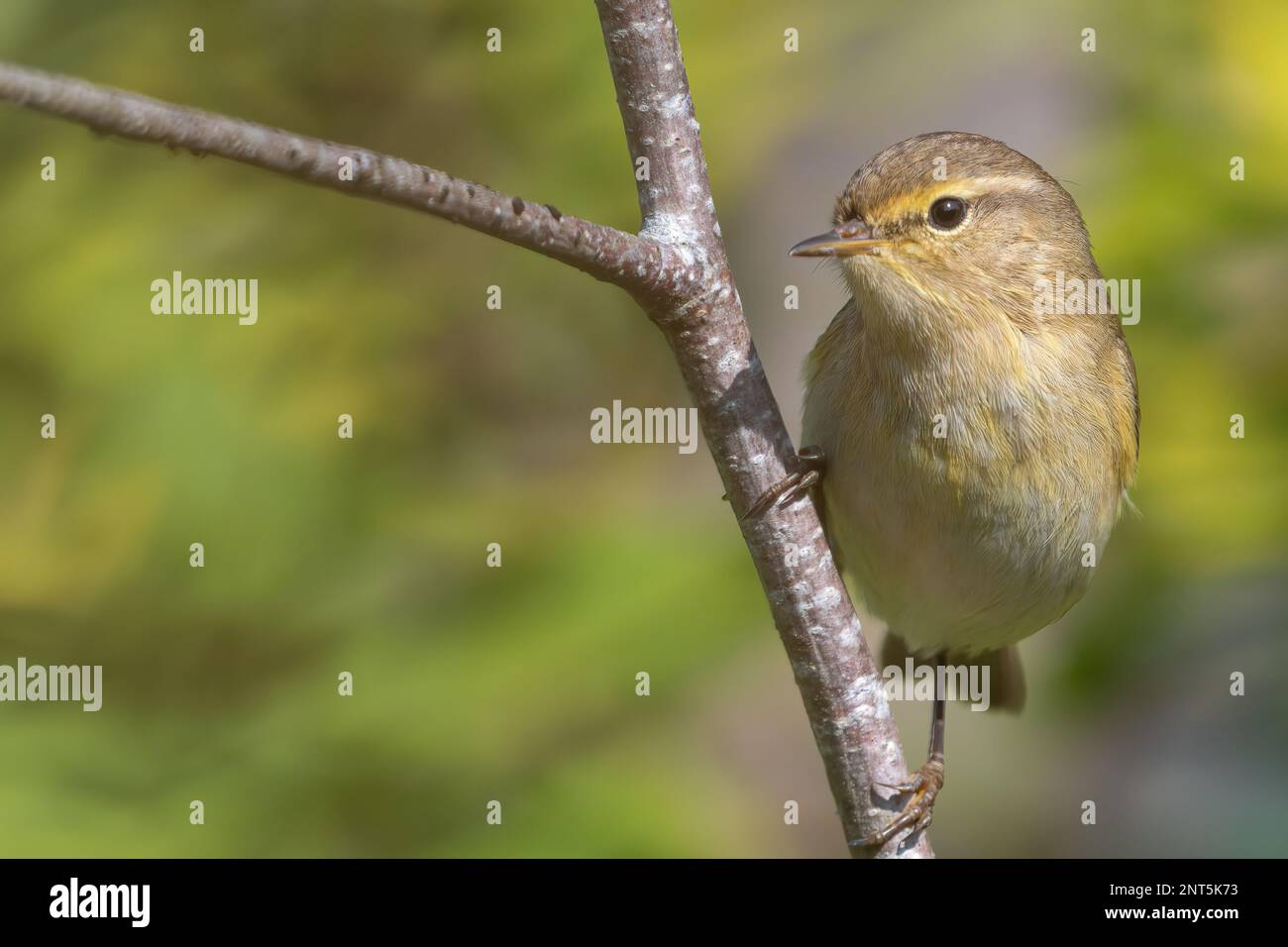 Common chiffchaff (Phylloscopus collybita Stock Photo - Alamy