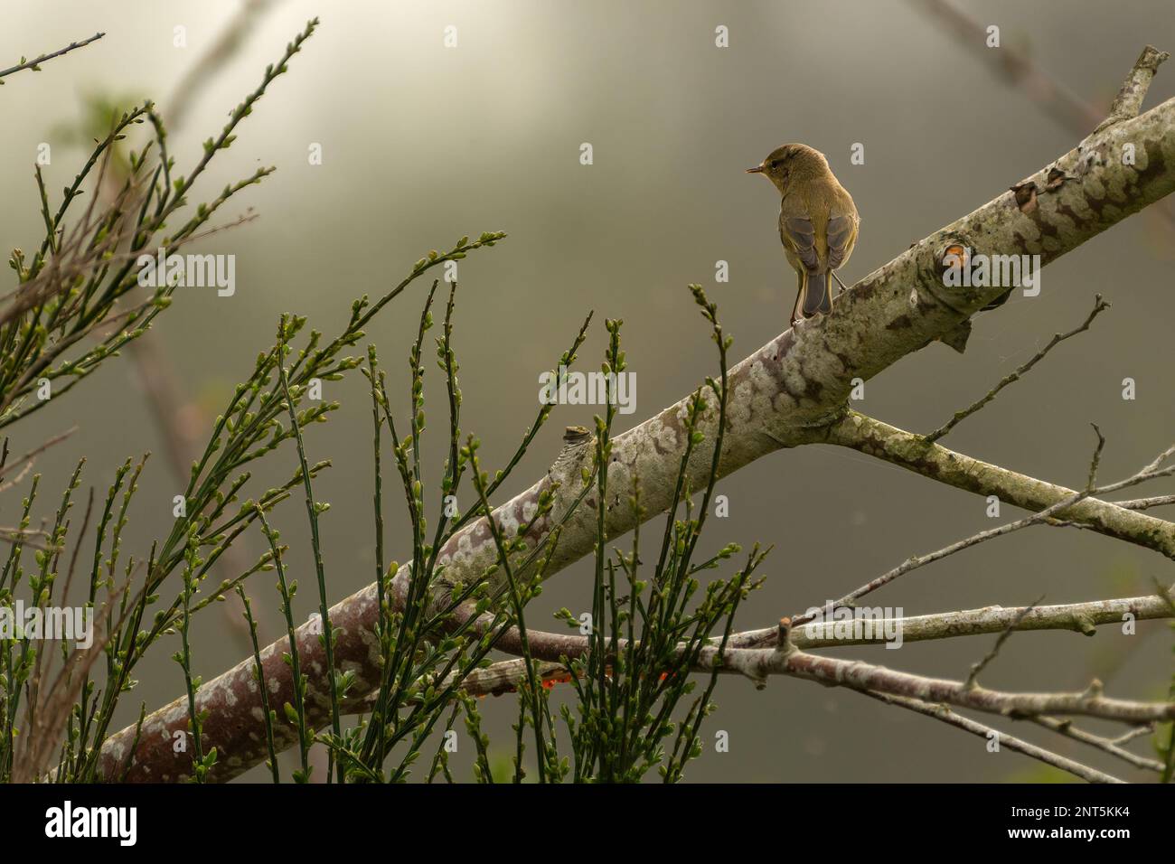 Chiff chaff bird uk hi-res stock photography and images - Alamy