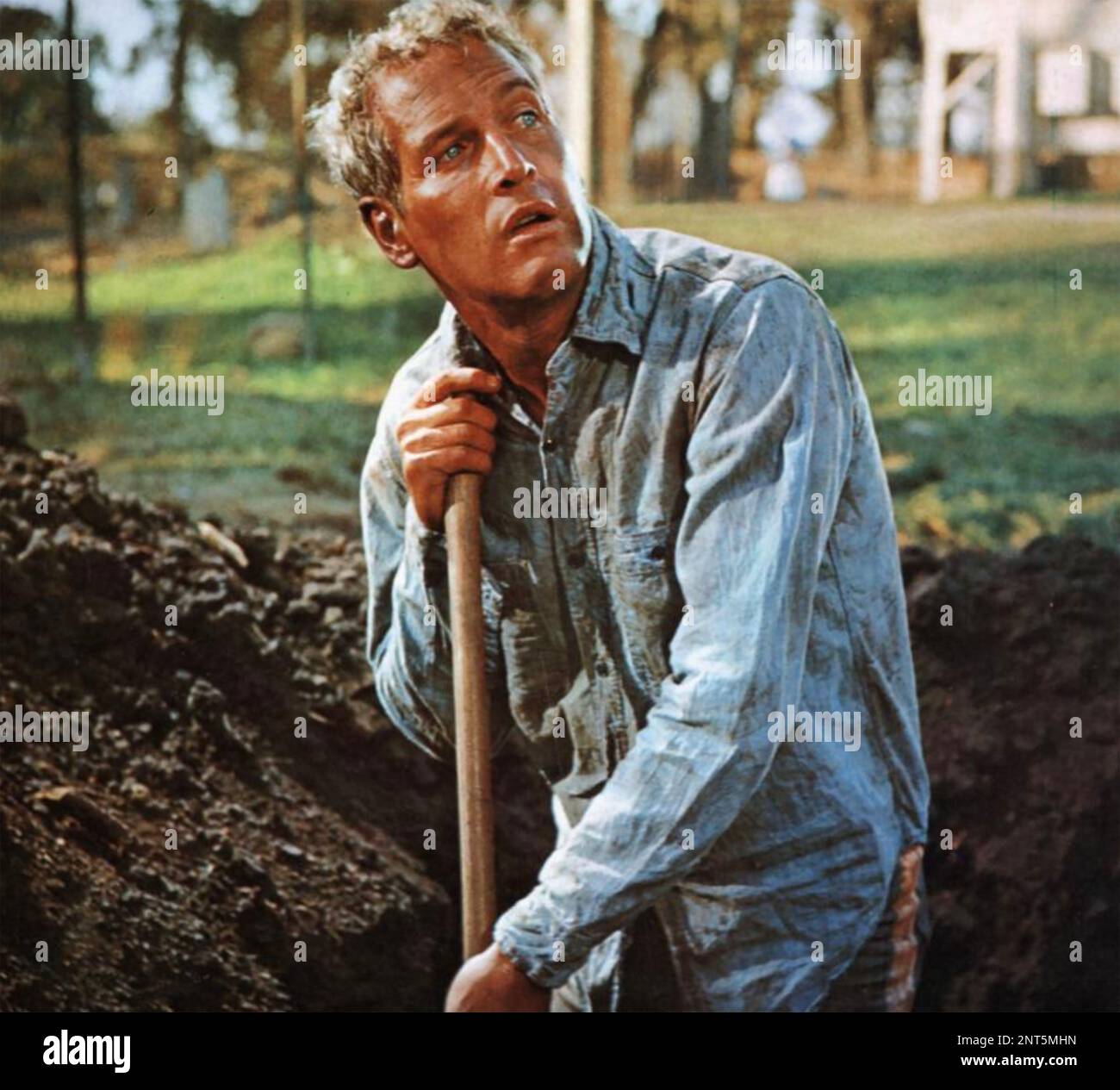 COOL HAND LUKE 1967 Warner Bros/Seven Arts film with Paul NewmaN Stock ...