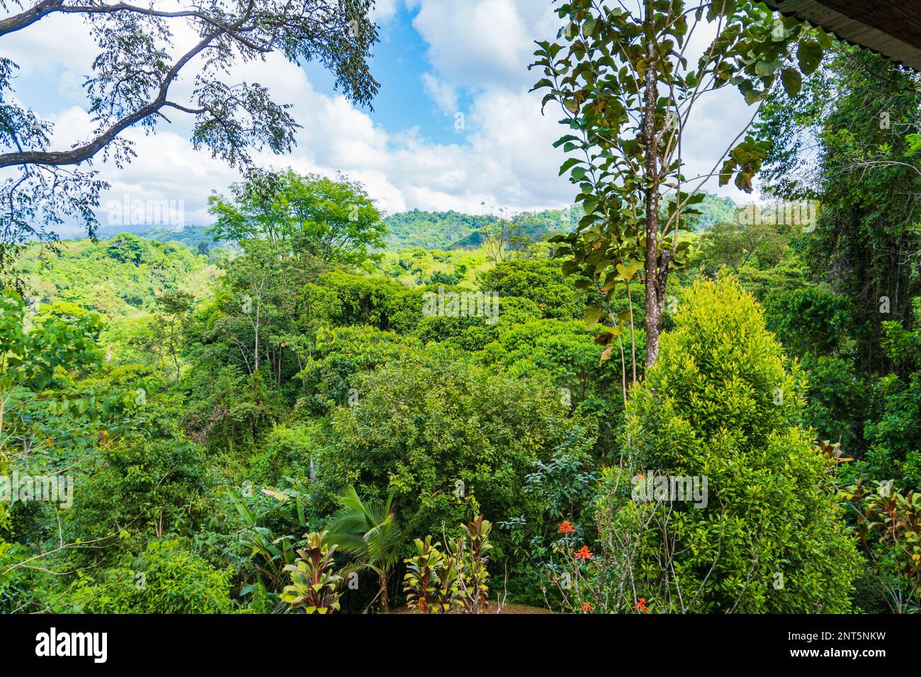 view of organic spice plantation landscape in Costa Rica Stock Photo ...