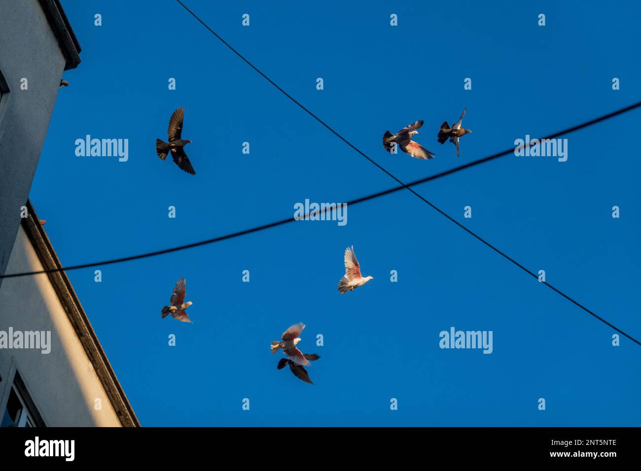 Doves flying over wires and buildings Stock Photo - Alamy