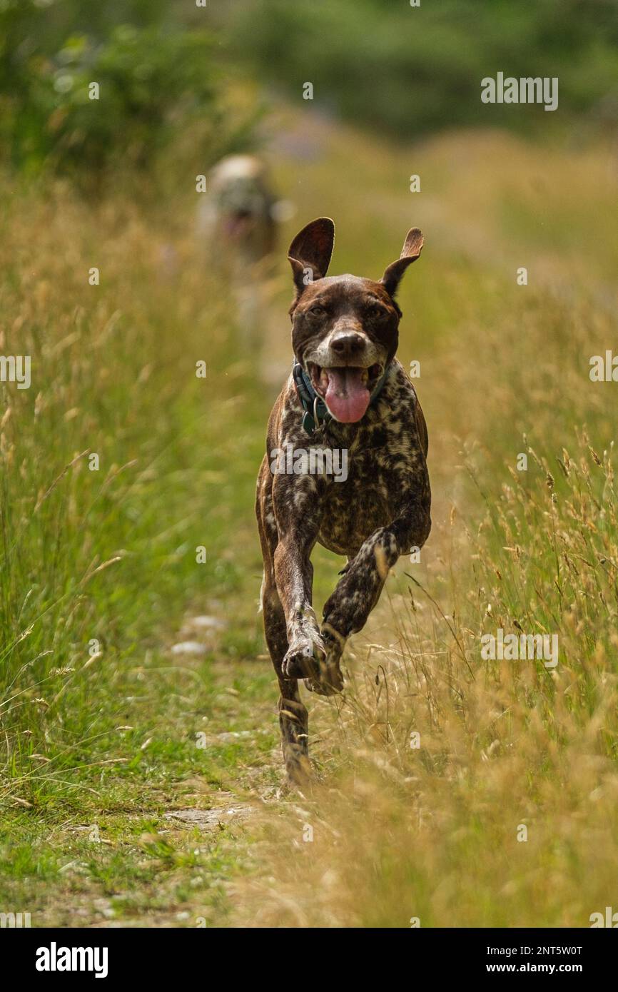German Shorthaired pointer running towards camera Stock Photo - Alamy