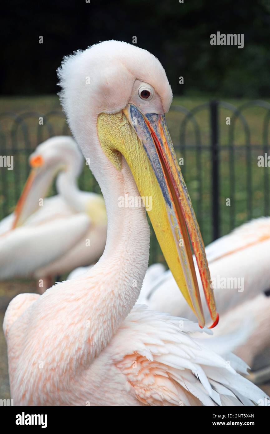 Pelican with yellow bill hi-res stock photography and images - Alamy