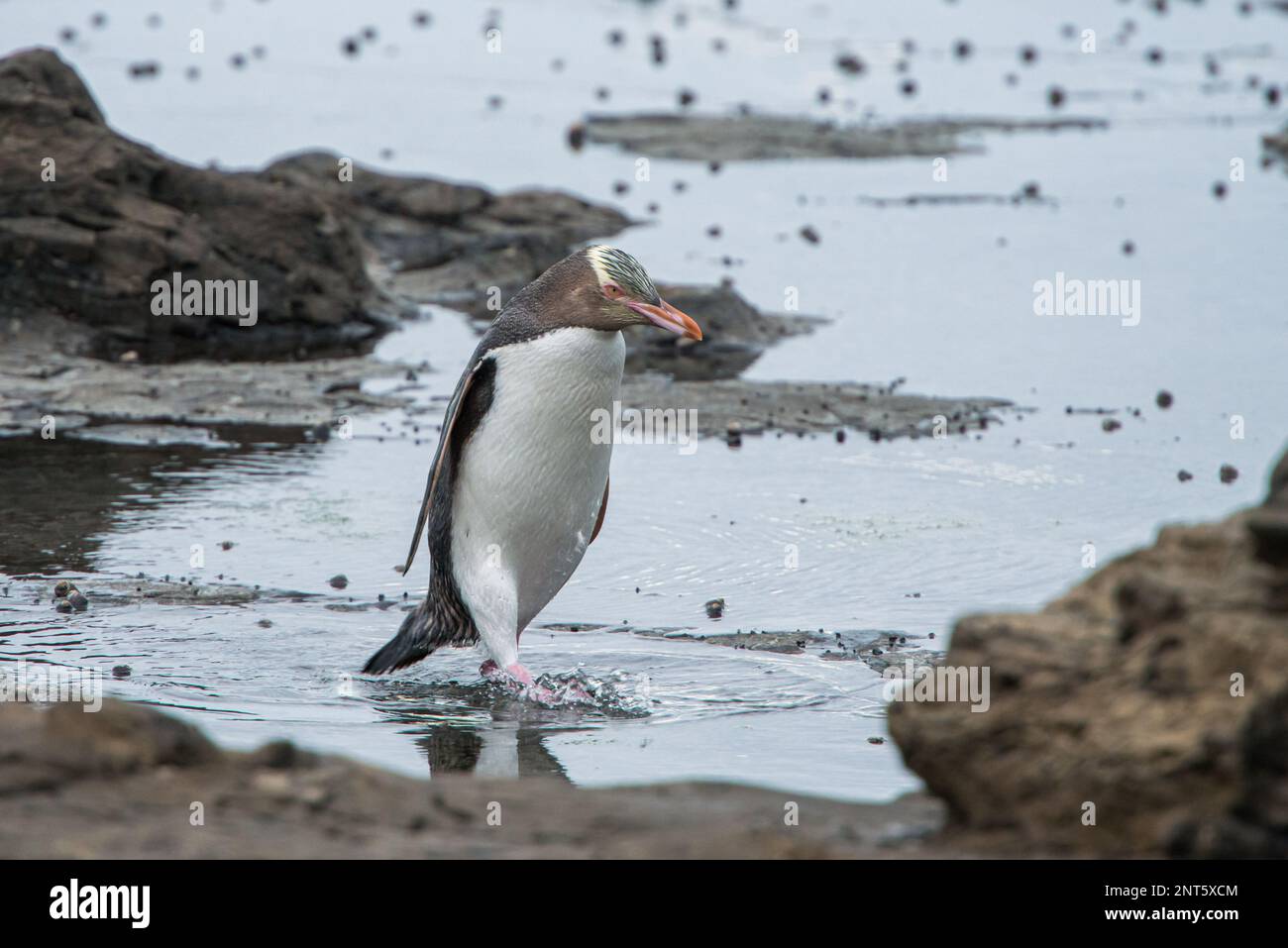The endangered Yellow Eyed penguin crossing rock pools after emerging ...