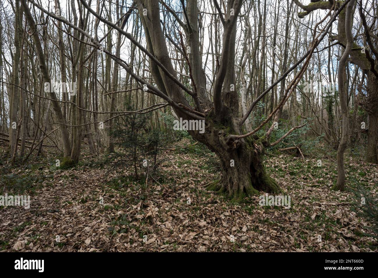 Pollarded deciduous forest floor + signs of bluebells germinating ...