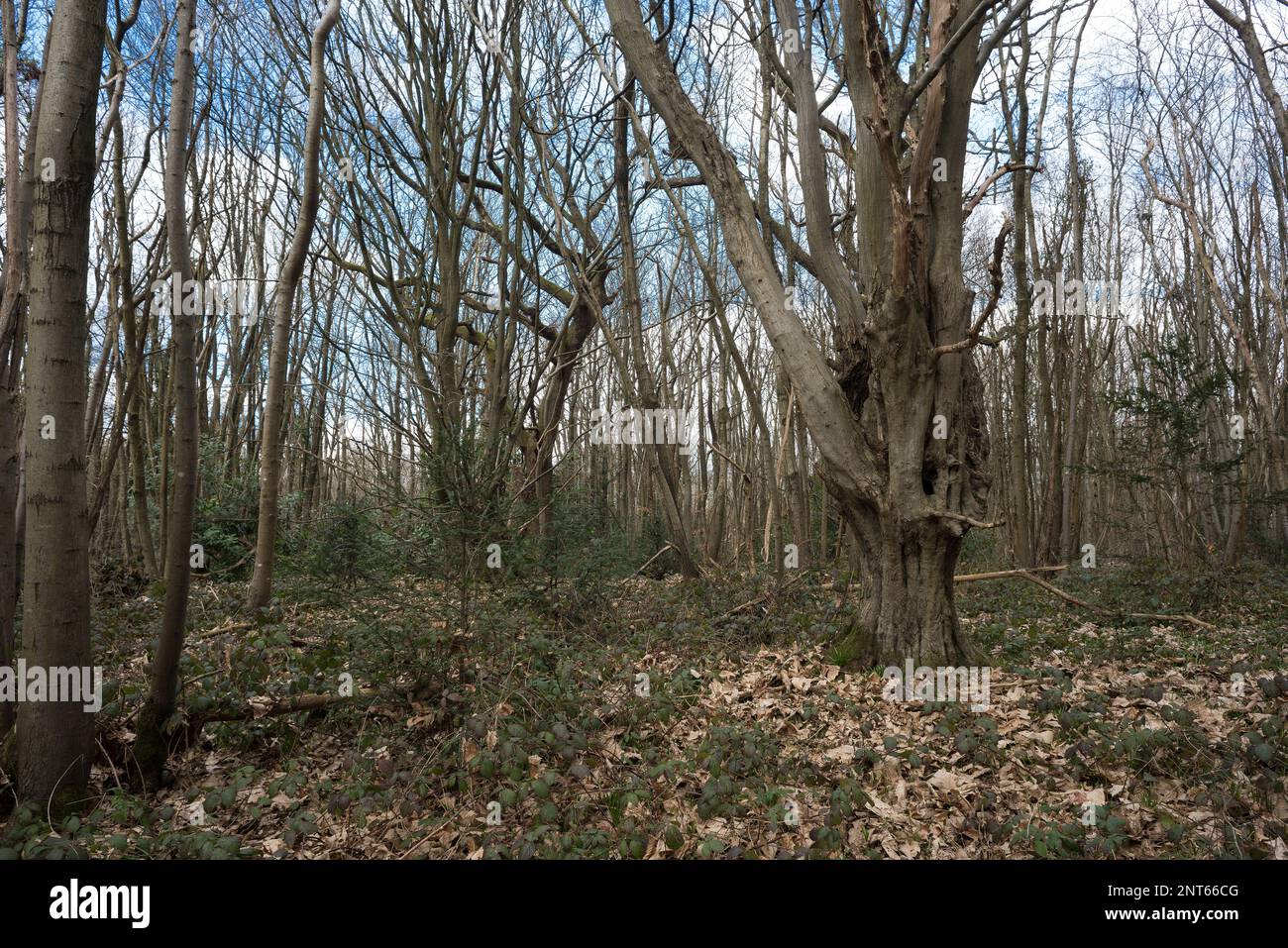 Pollarded deciduous forest floor + signs of bluebells germinating ...