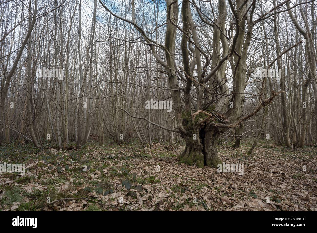 Pollarded deciduous forest floor + signs of bluebells germinating ...
