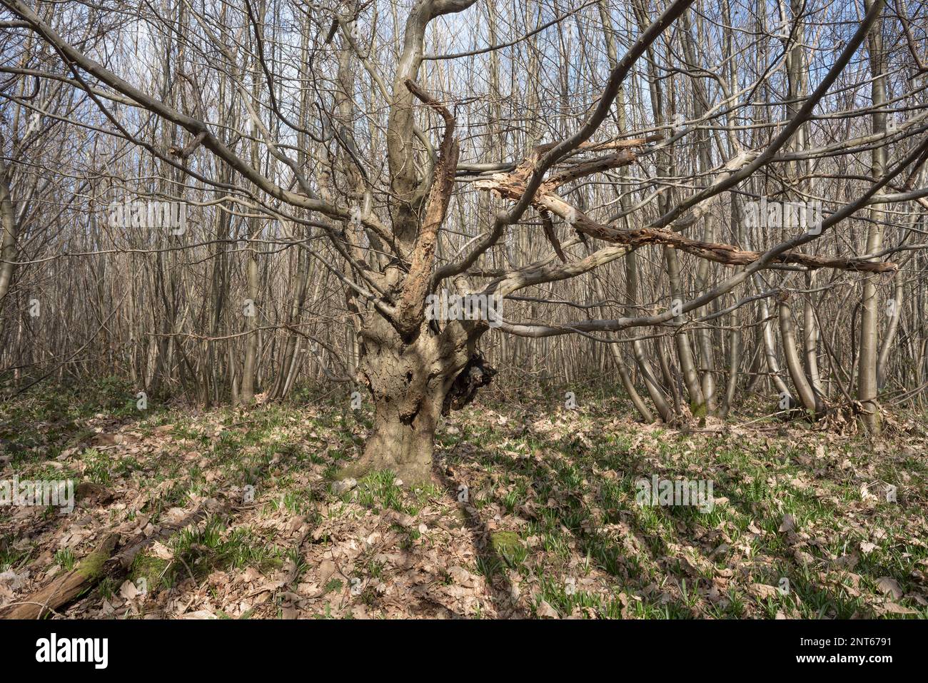 Pollarded deciduous forest floor + signs of bluebells germinating ...