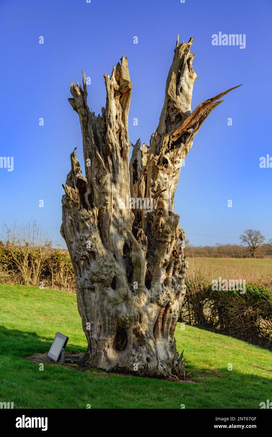 Tree stump in the grounds of St. James Church in Weethley, Warks Stock ...
