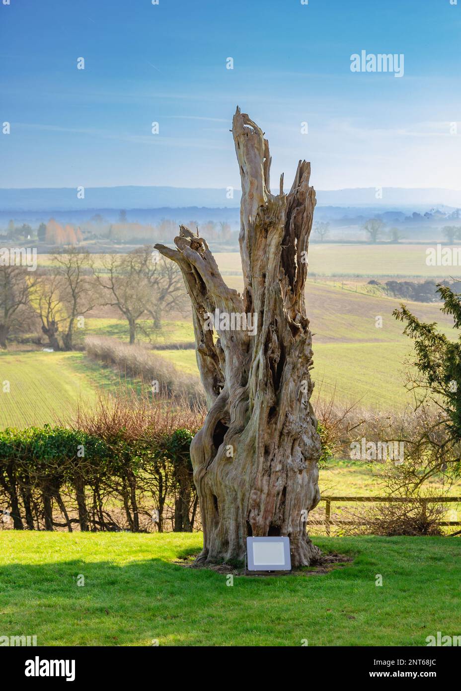 Tree stump in the grounds of St. James Church in Weethley, Warks Stock ...