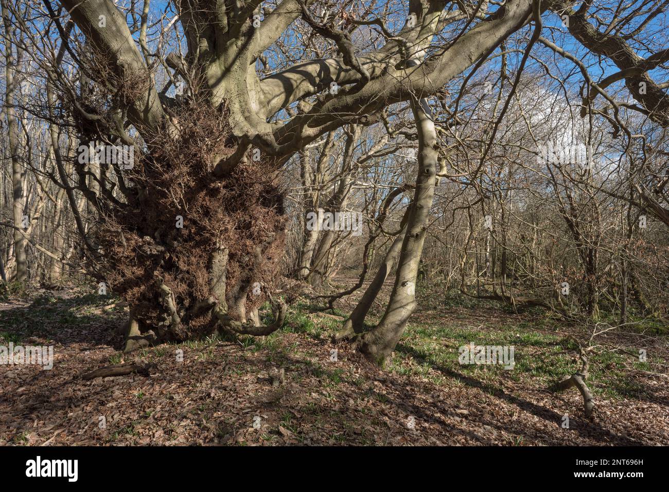 Pollarded deciduous forest floor + signs of bluebells germinating ...