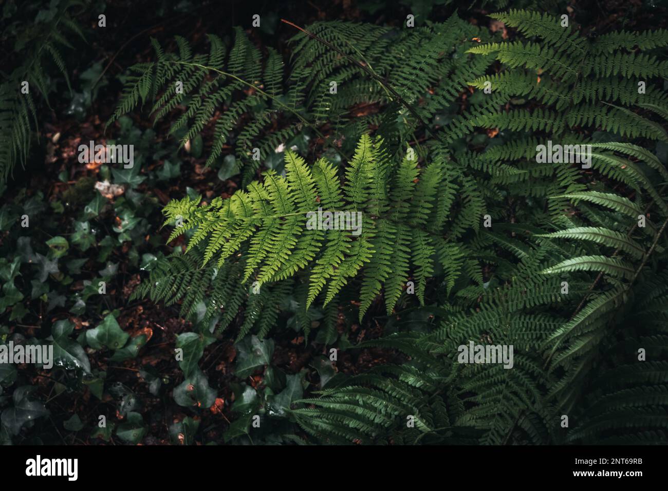 fern leaf in the forest vegetation Stock Photo - Alamy