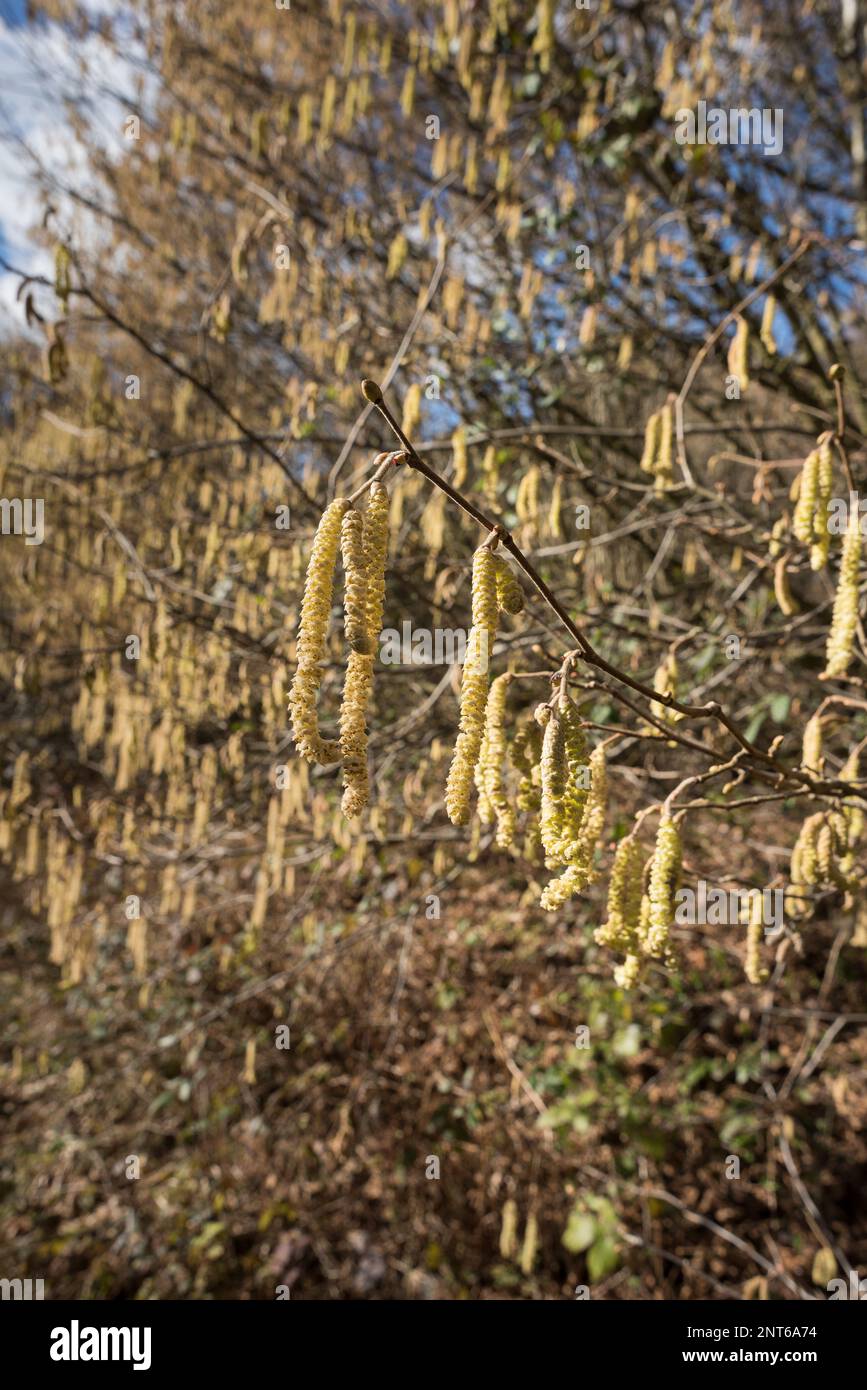 Male Hazel catkins with female flowers on budded branches tree Corylus ...