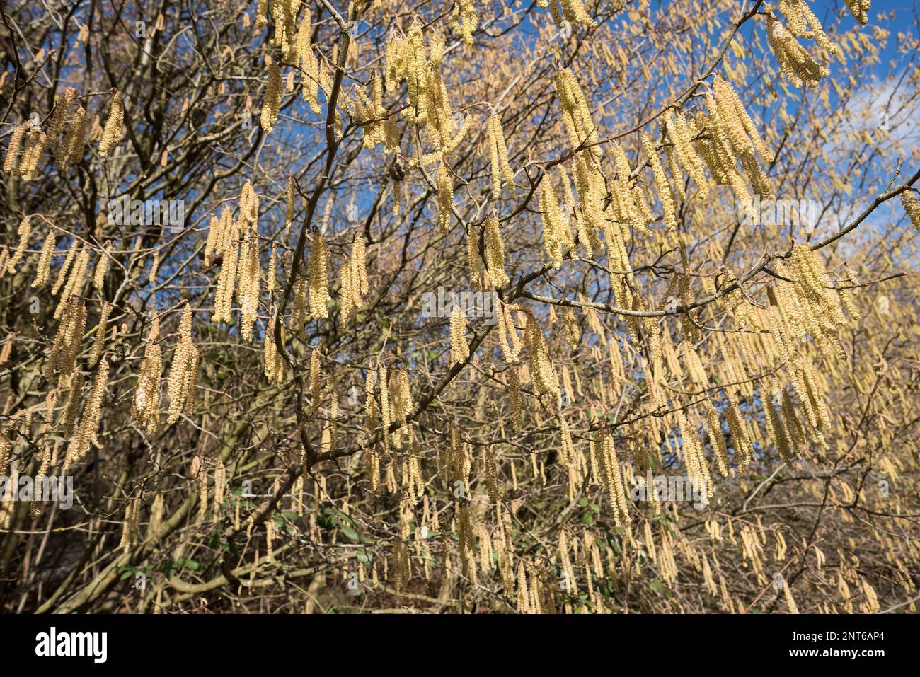 Male Hazel catkins with female flowers on budded branches tree Corylus ...