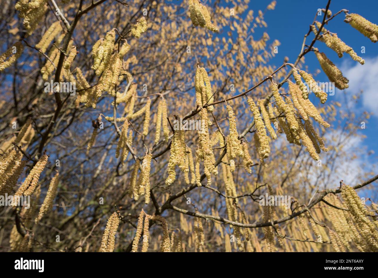 Male Hazel catkins with female flowers on budded branches tree Corylus ...