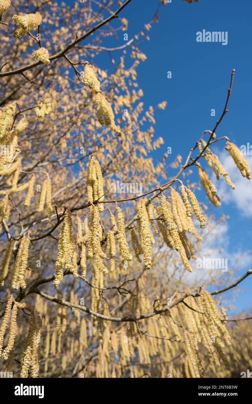Male Hazel catkins with female flowers on budded branches tree Corylus ...