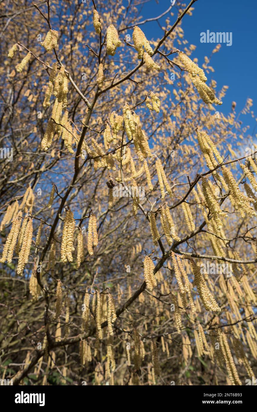 Male Hazel catkins with female flowers on budded branches tree Corylus ...