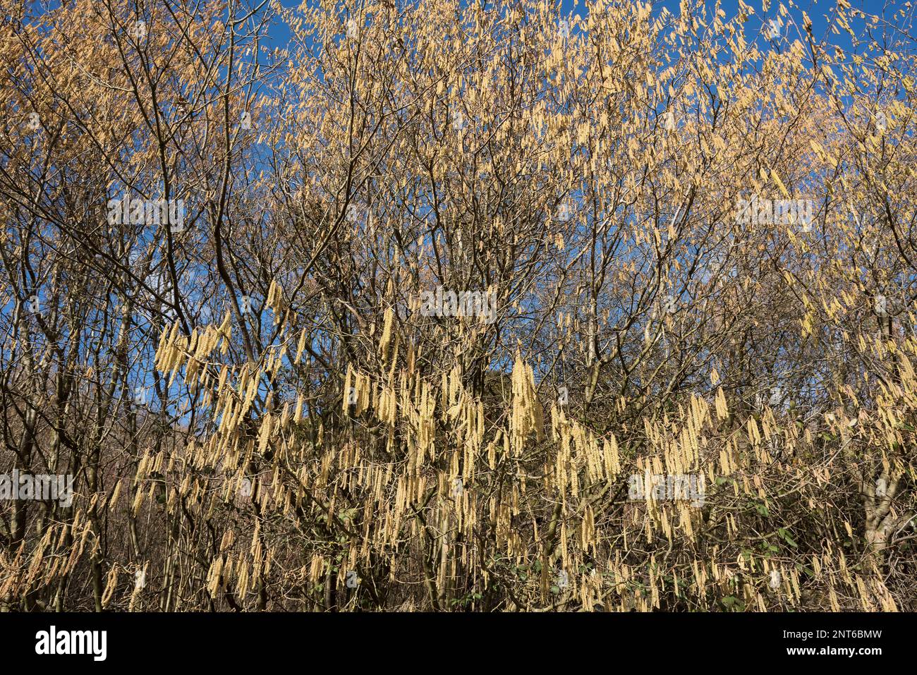 Male Hazel catkins with female flowers on budded branches tree Corylus ...