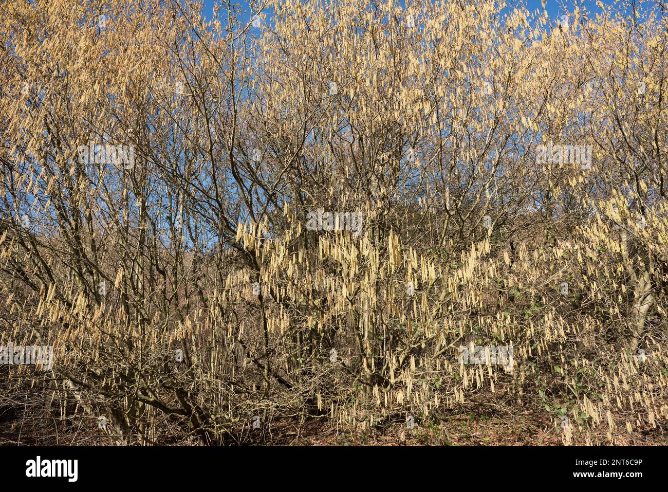 Male Hazel catkins with female flowers on budded branches tree Corylus ...