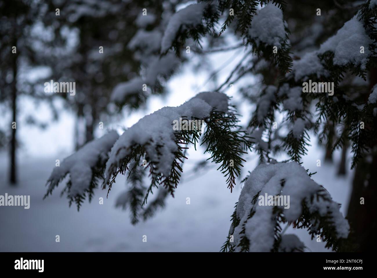 Bruce peninsula snow hi-res stock photography and images - Alamy