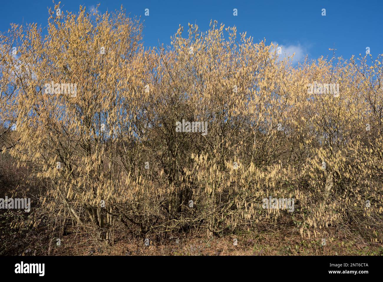 Male Hazel catkins with female flowers on budded branches tree Corylus ...