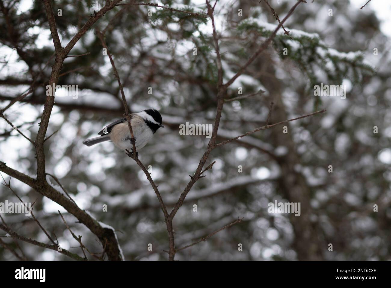 Bruce peninsula ontario winter hi-res stock photography and images - Alamy