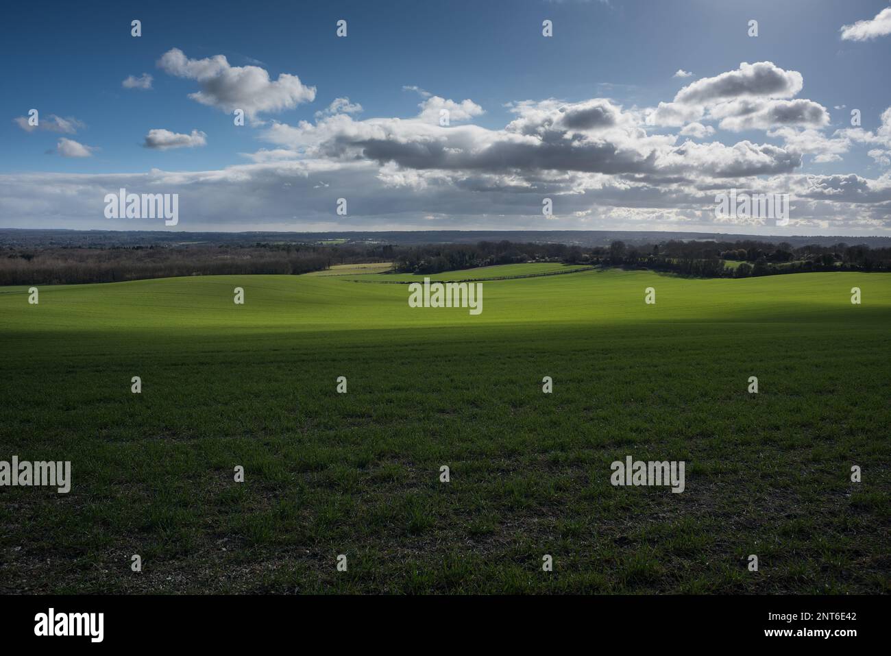 Early sowing barley & wheat cultivars with fair weather clouds briskly ...