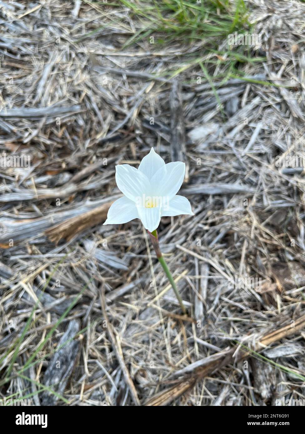 Rain in texas hill country hi-res stock photography and images - Alamy