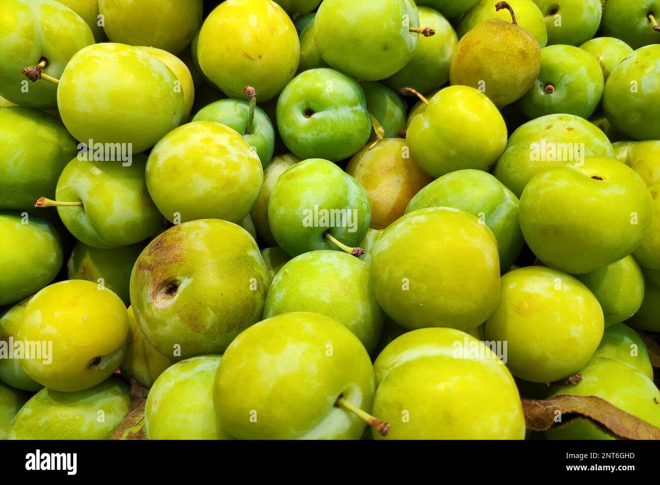 Prunus domestica reine claude verte greengage reine claude verte hi-res ...